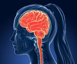 Human brain, primary motor and sensory cortex, 3D MRI scan - Stock ...